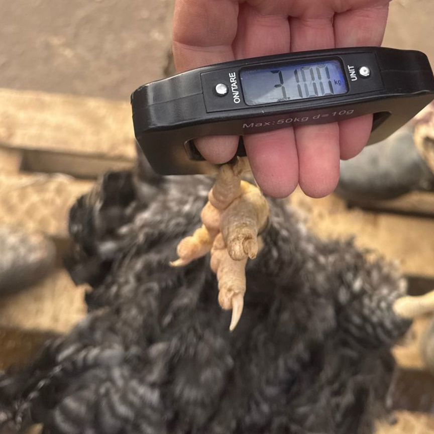 Куры петухи