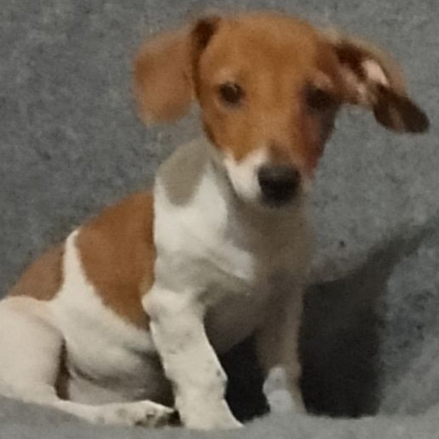 Джек-рассел-терьер, щенок