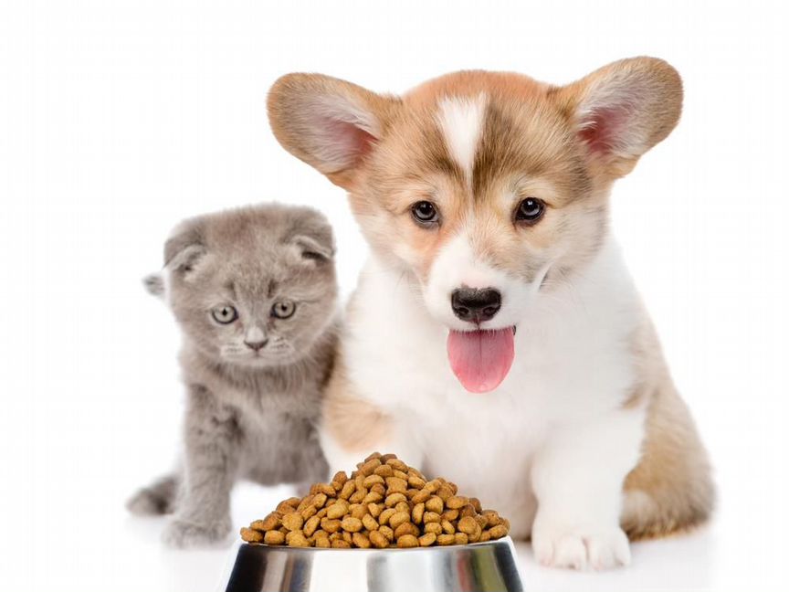 Корма для животных