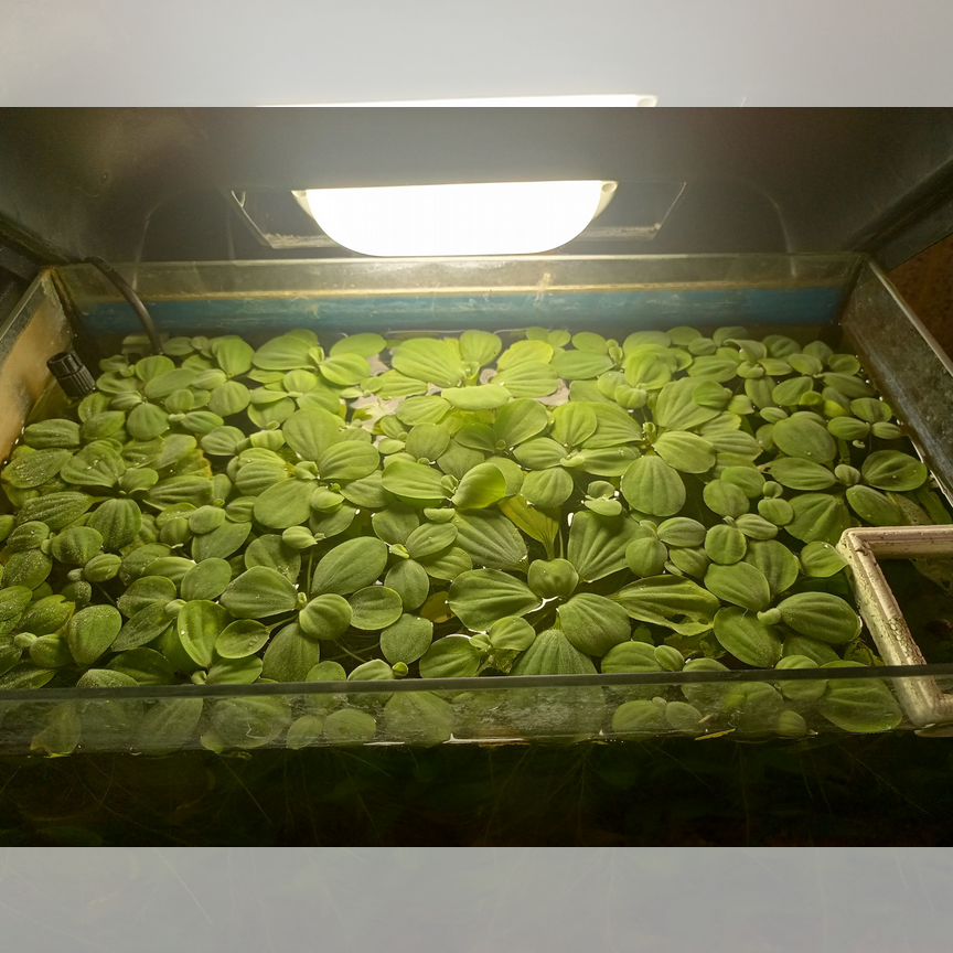 Аквариумные растения