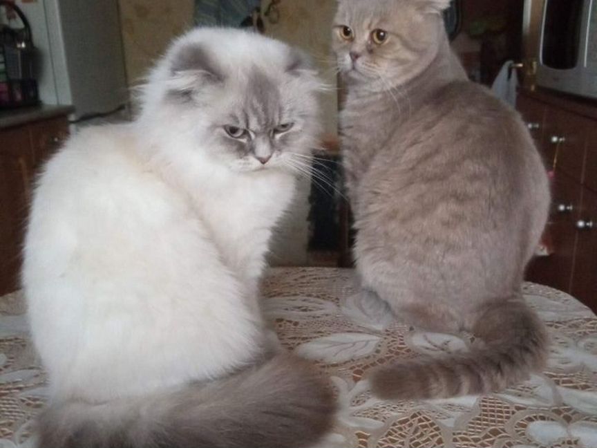 Отдам котят от красивых породистых родителей