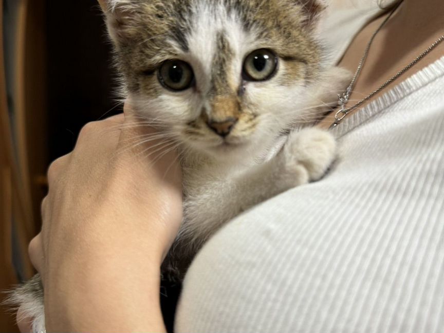 Котенок крошик