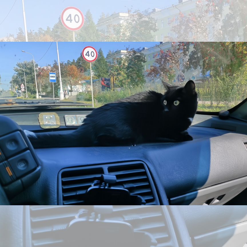 Взрослая, кошка в добрые руки