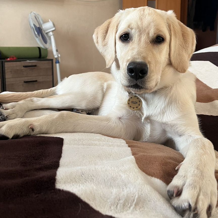 Золотистый ретривер, щенок