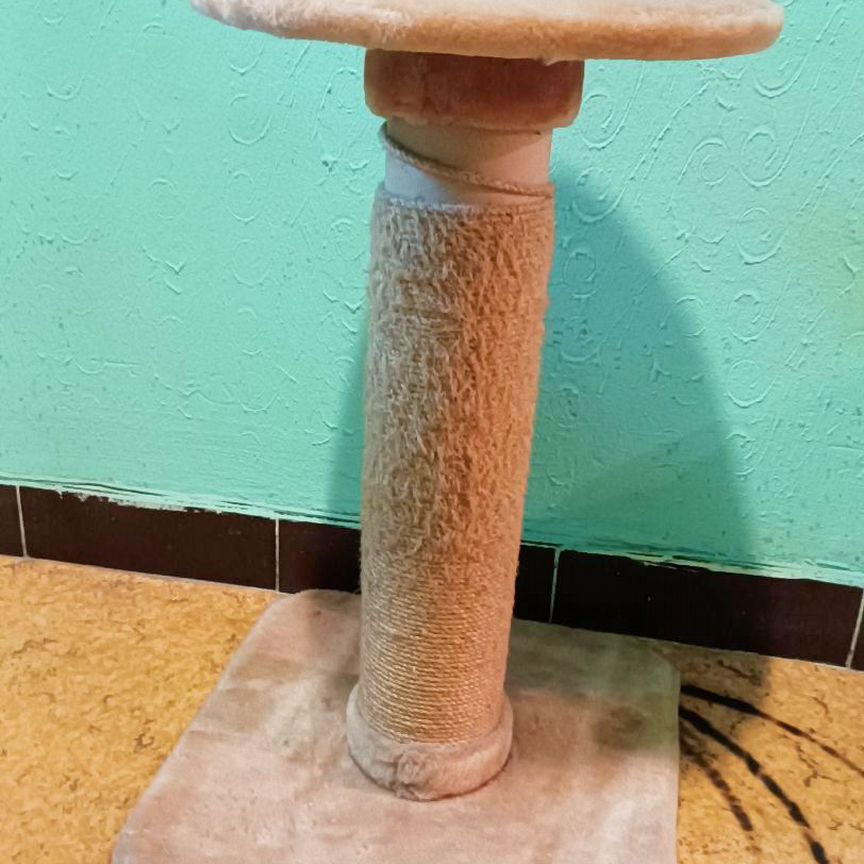 Кошачья когтеточка
