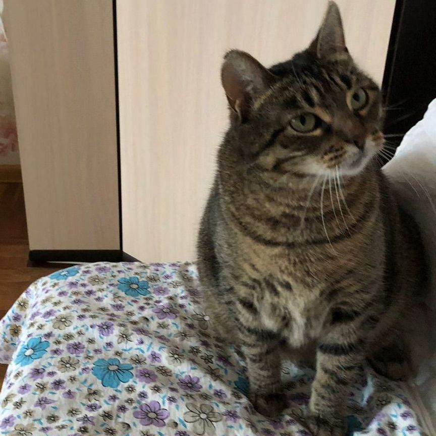 Кошке Зое остро нужна передержка или сразу дом