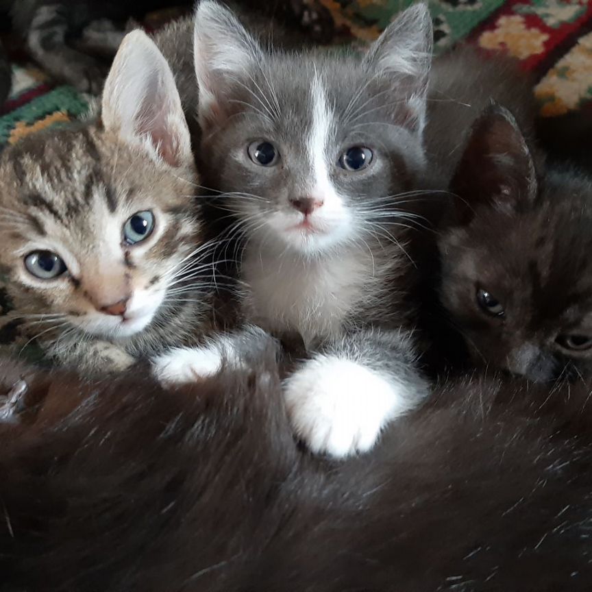Котята в добрые руки бесплатно