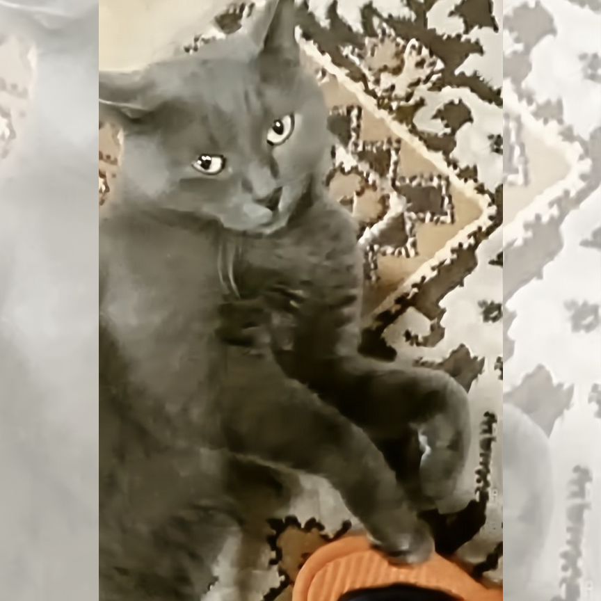 Взрослая, кошка в добрые руки