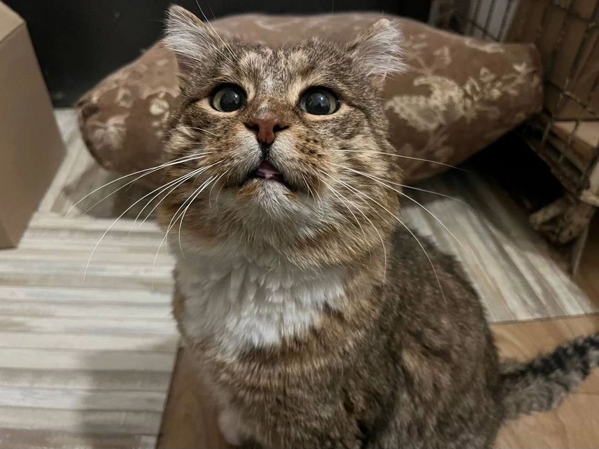 Кот