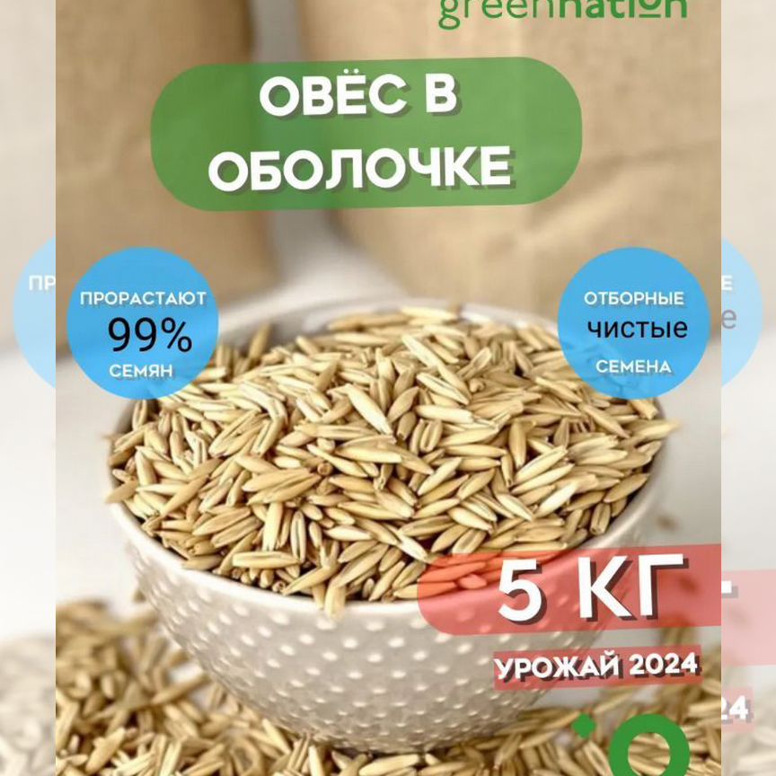 Зерно овес