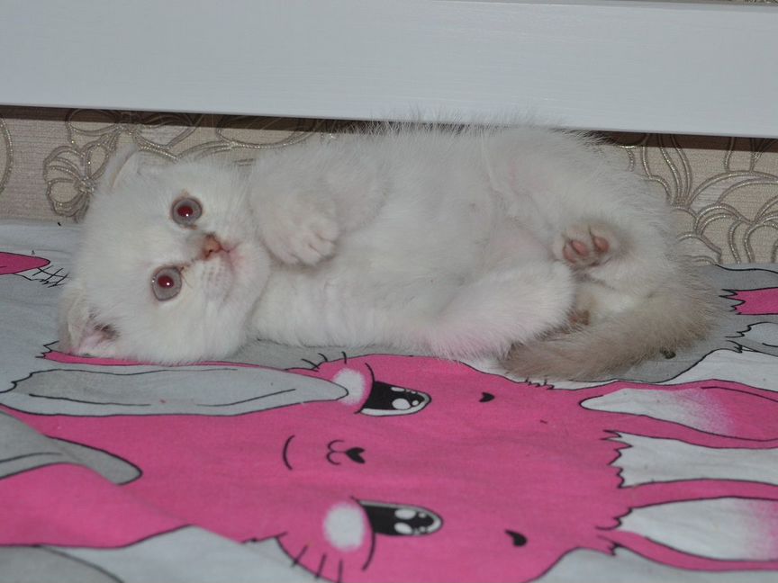 Девочка в редком окрасе