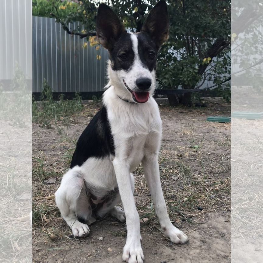 Щенок девочка