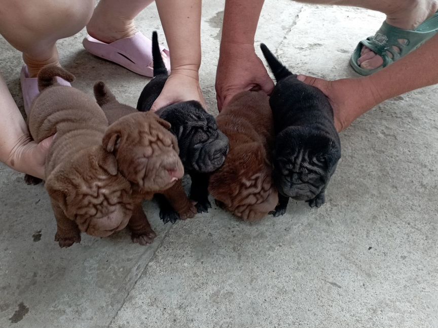 Щенки шарпея