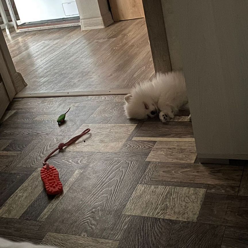 Померанский шпиц