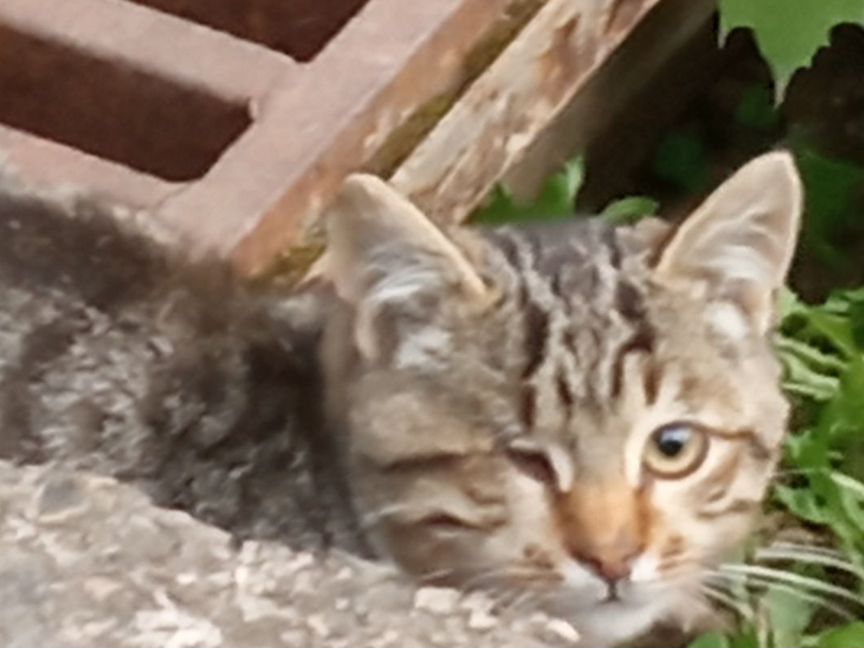 Котенок погибает в подмосковье