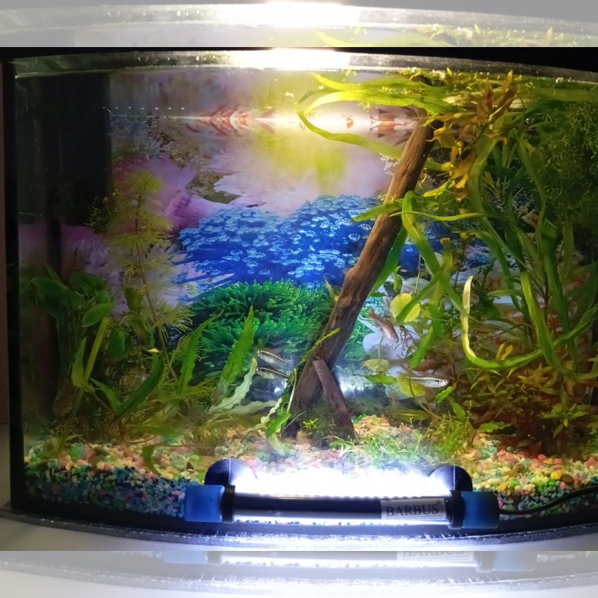 Укомплектованный панорамный аквариум (25L)