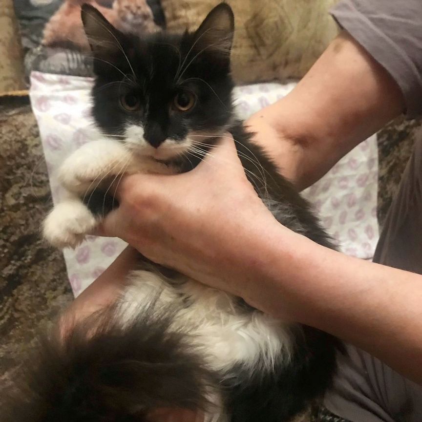 Котята ищут добрые ручки