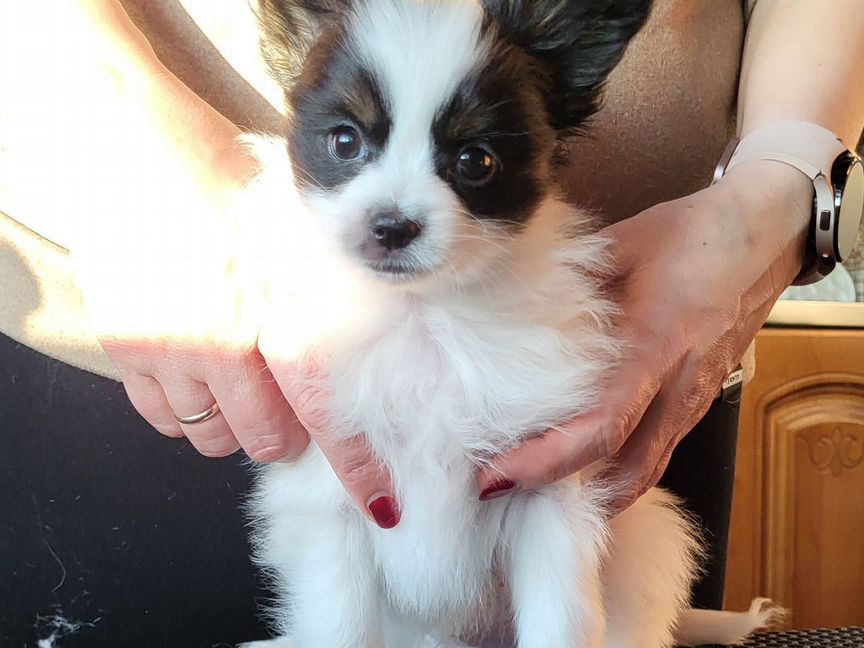 Щенки папийона