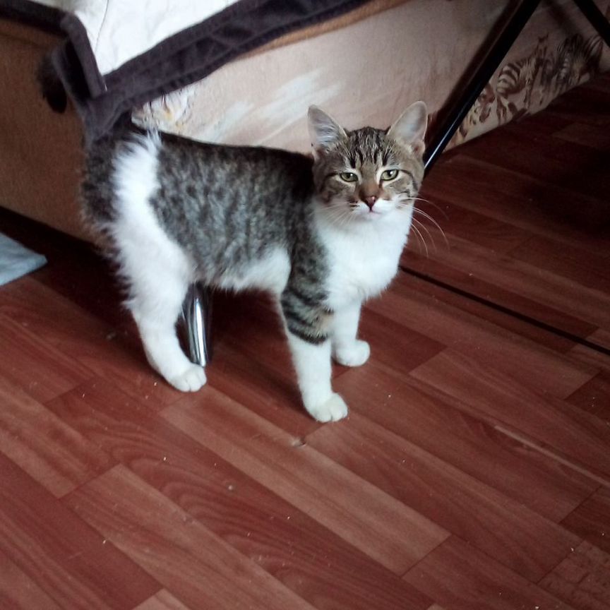 Котенок Имбирь в дар