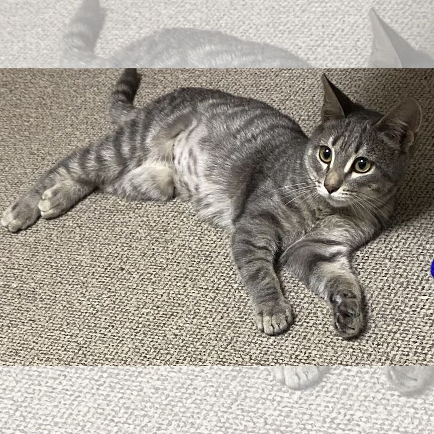 Британский короткошёрстный котёнок