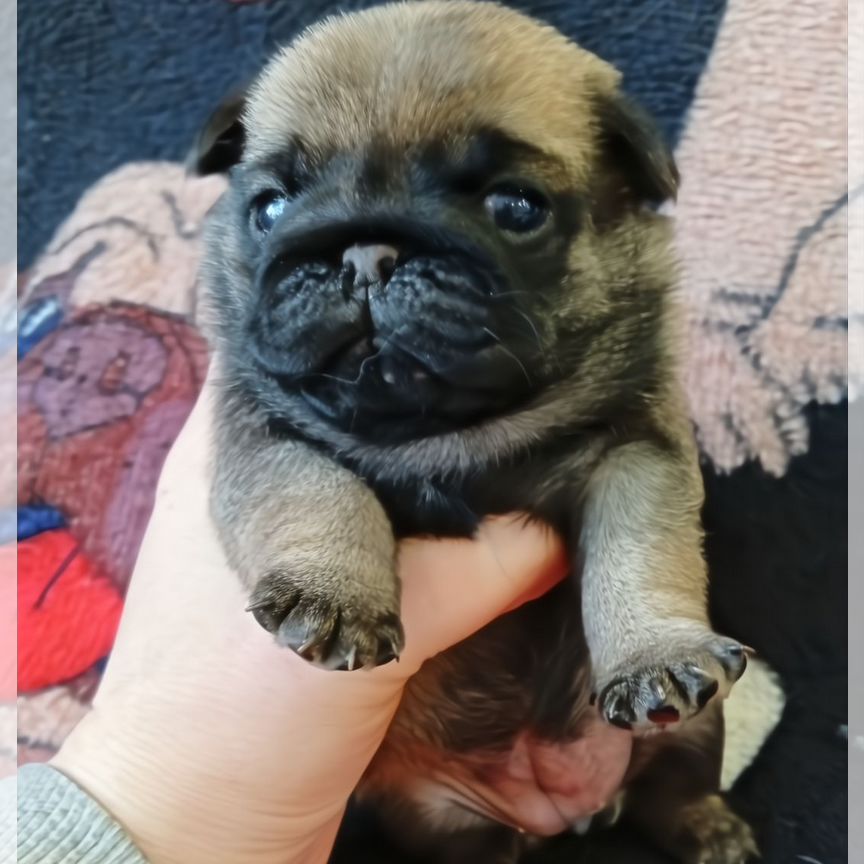 Мопс, щенок