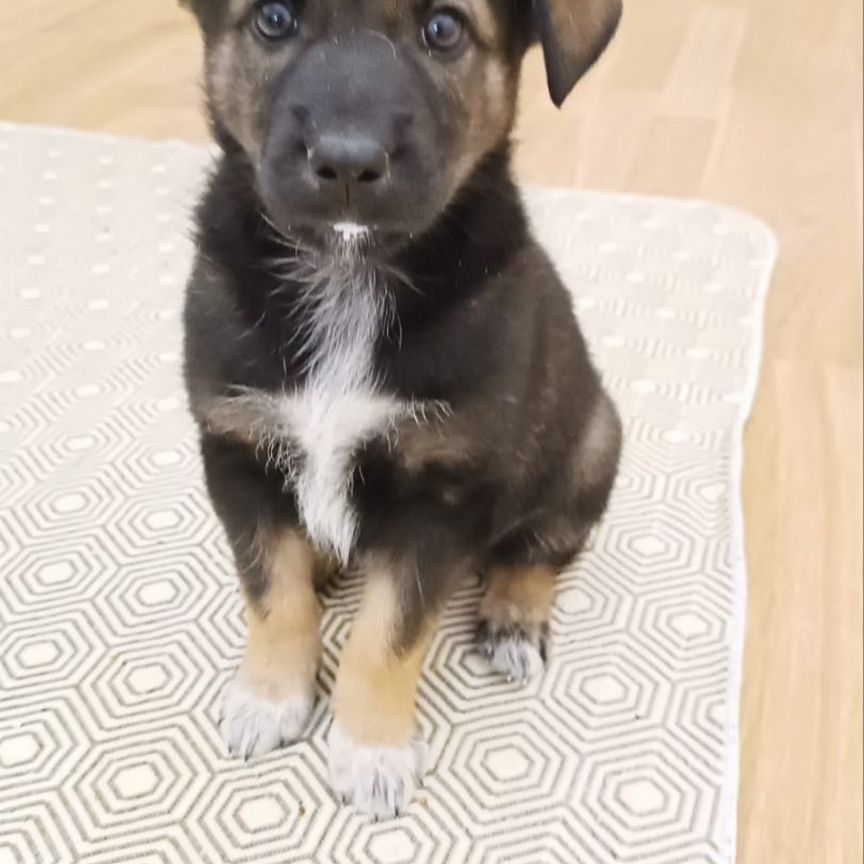 Щенок девочка