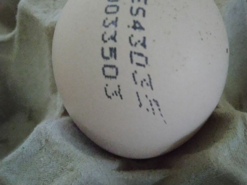 Цыплята бролер кобб 500