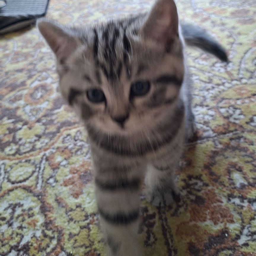 Британский короткошёрстный котёнок