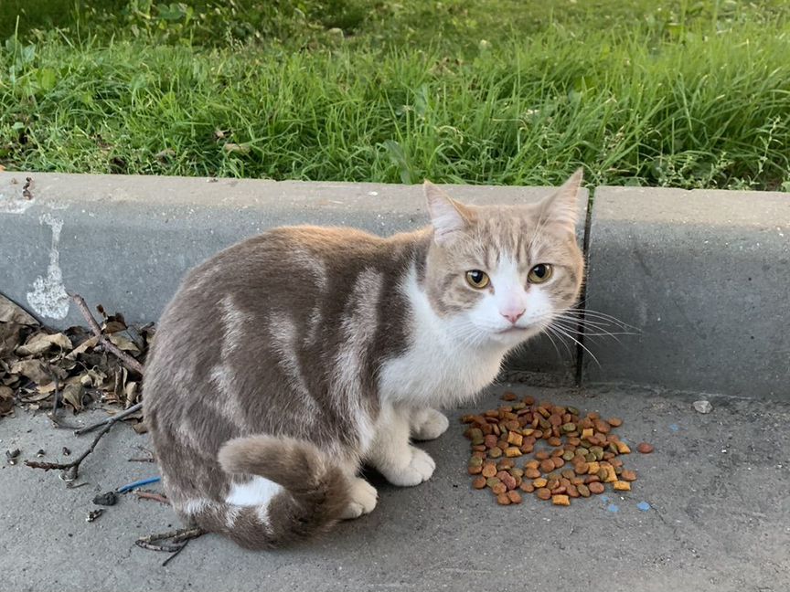 Отдам кота в добрые руки