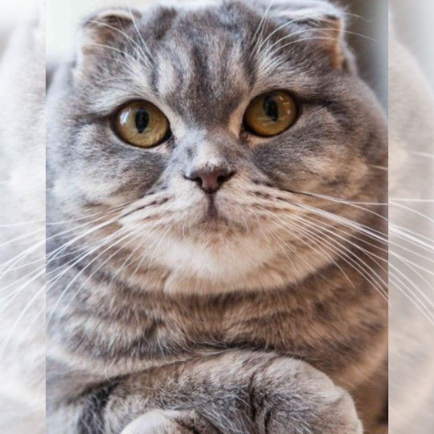 Шотландская вислоухая короткошёрстная, взрослая кошка