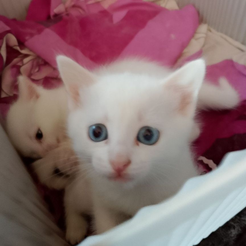 Отдам котят