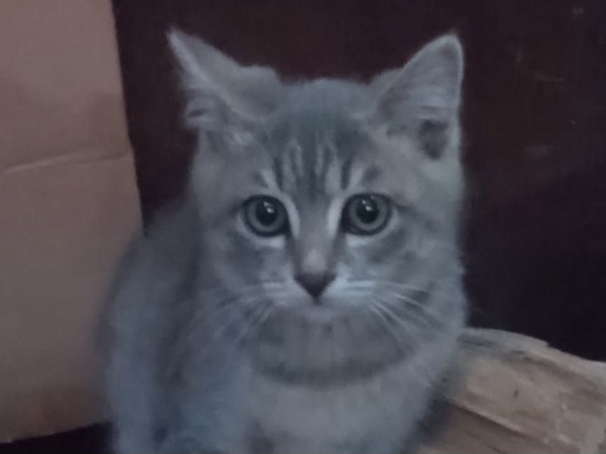 Котята в добрые заботливые руки. 3 кошечки и кот