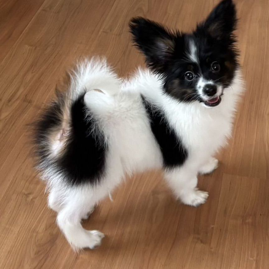 Континентальный той-спаниель папильон, щенок