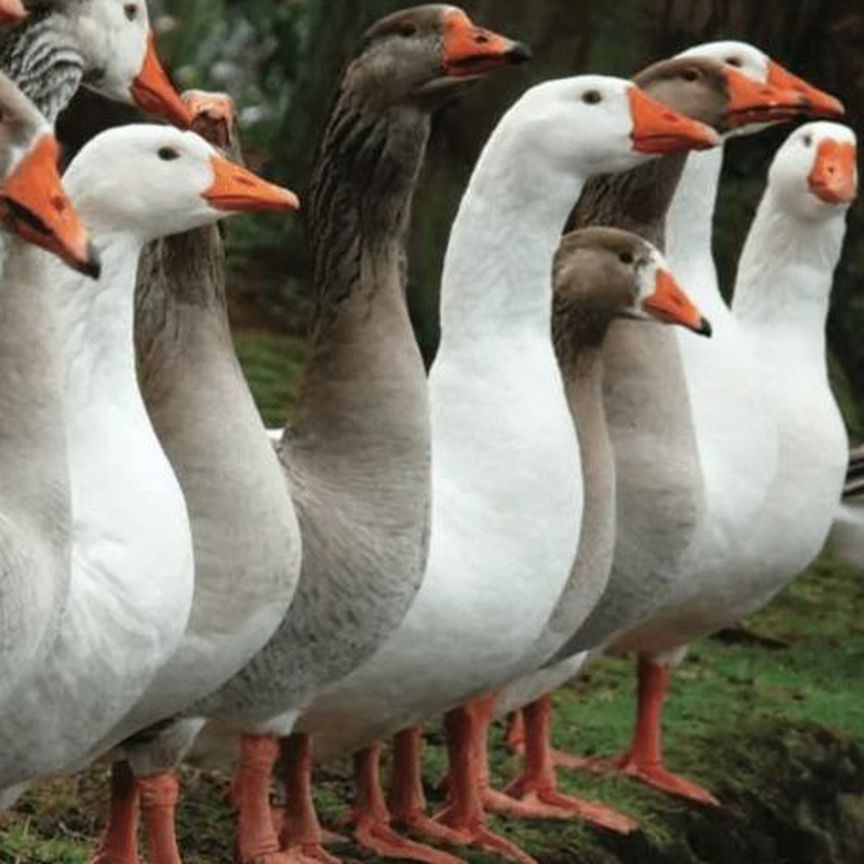 Гусь (тушки) под заказ