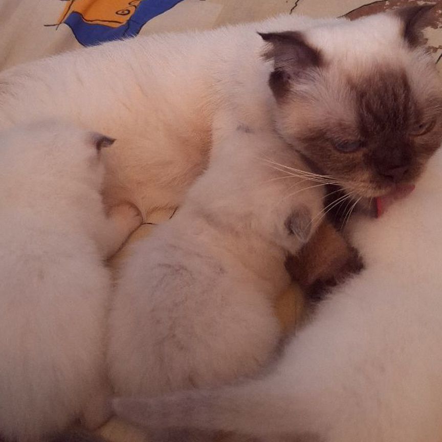 Британские веслоухие котята