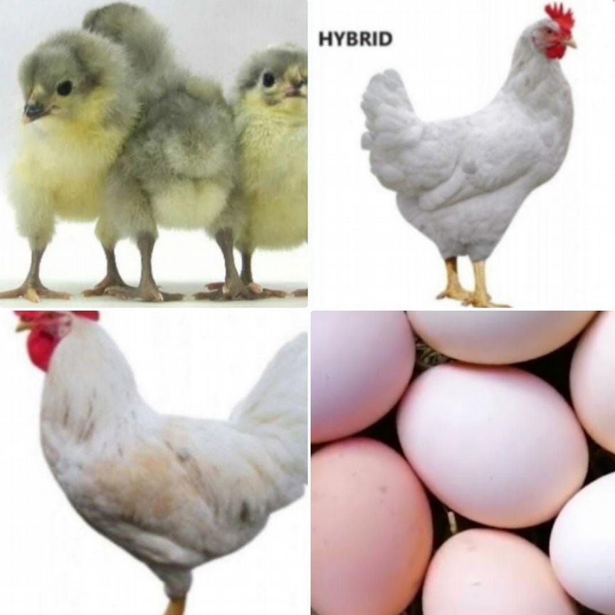 Продам инкубационное яйцо
