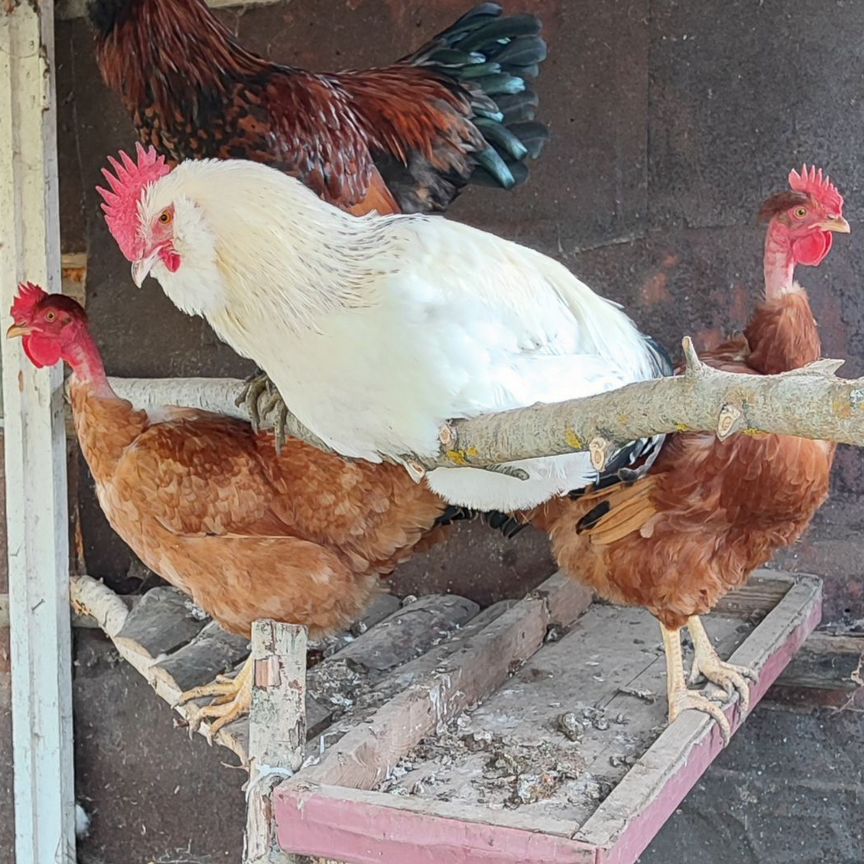 Куры несушки молодки