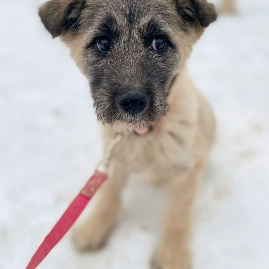 Очень грустный Бантик