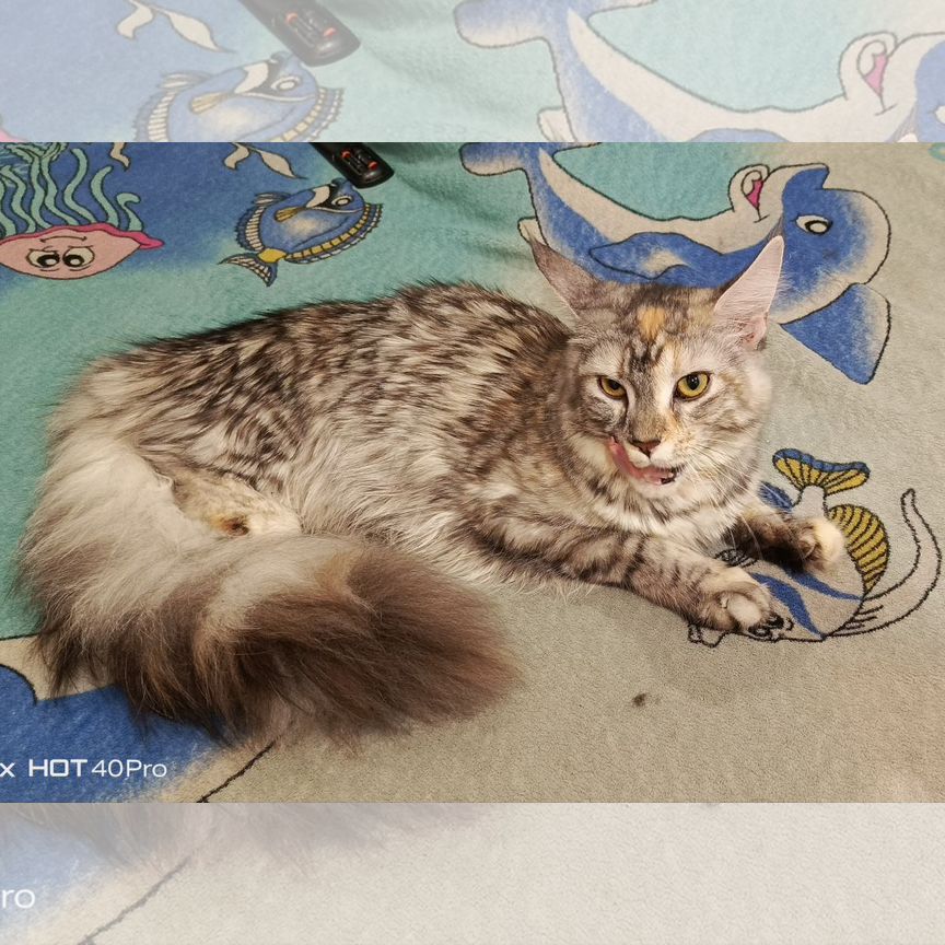 Мейн-кун котёнок