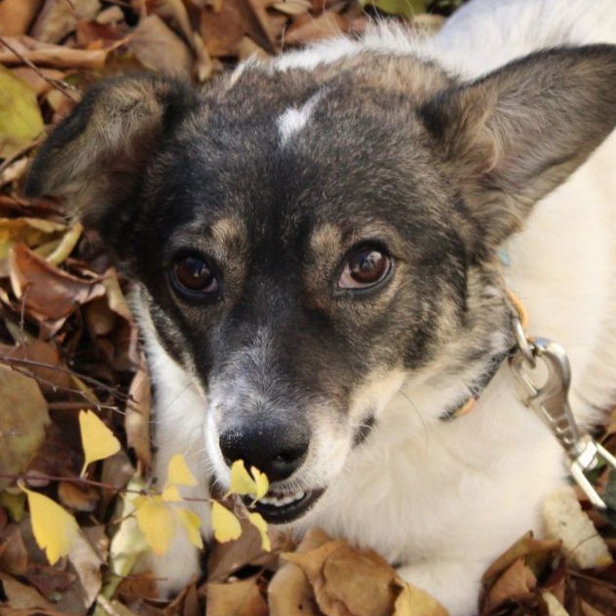 Коротколапик собачка маленькая В добрые руки