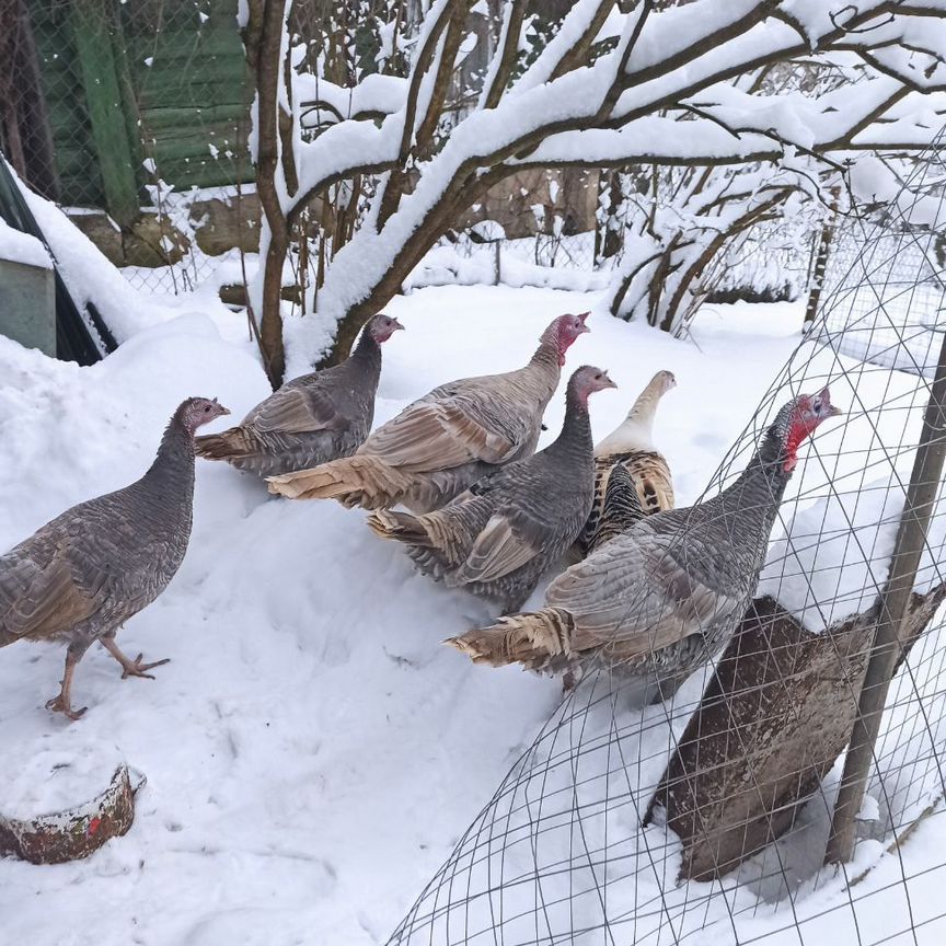 Индюки домашние