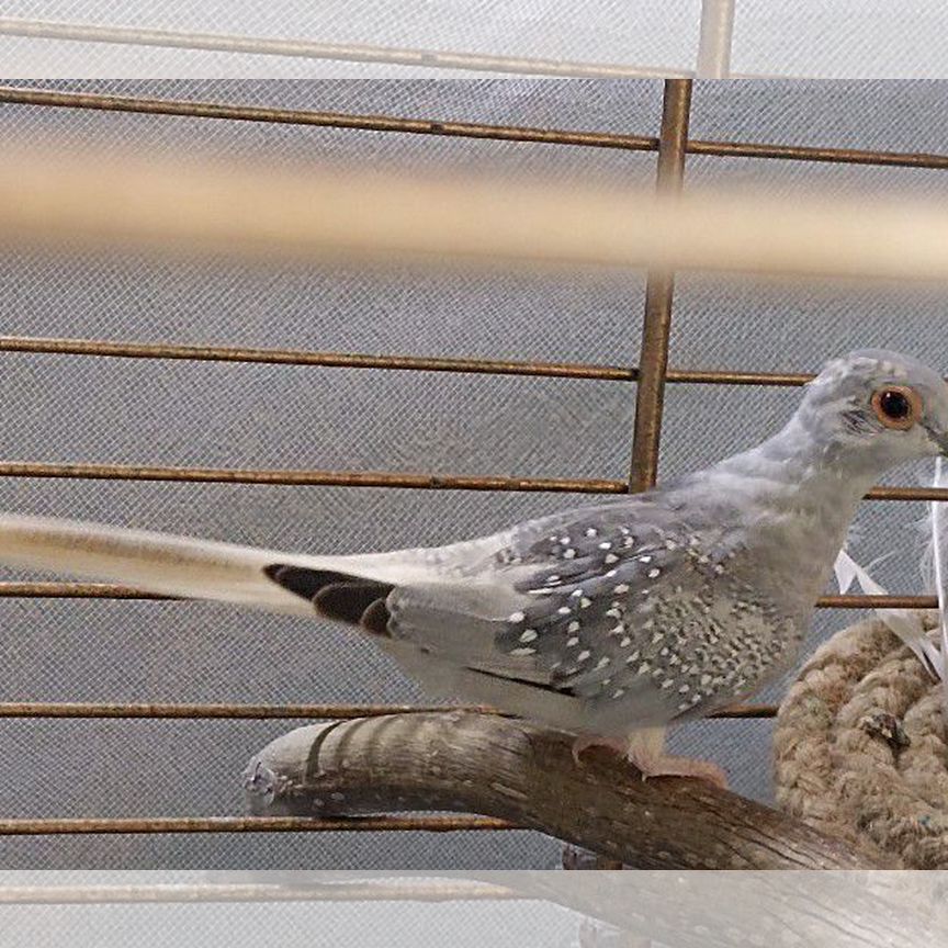 Бриллиантовая горлица