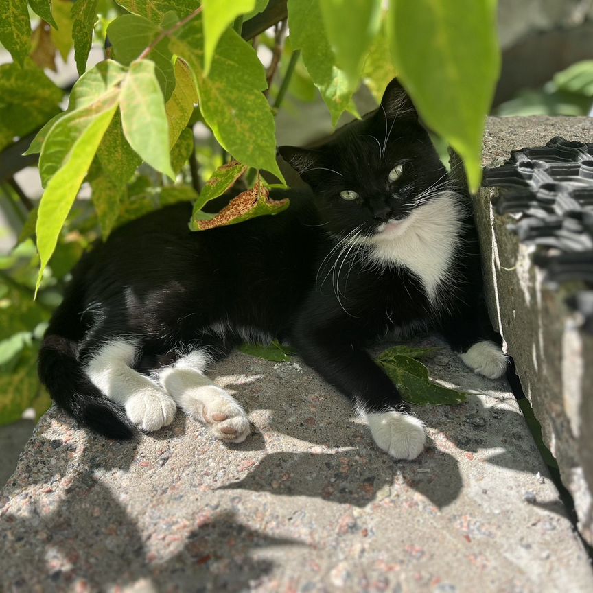 Кошка в дар