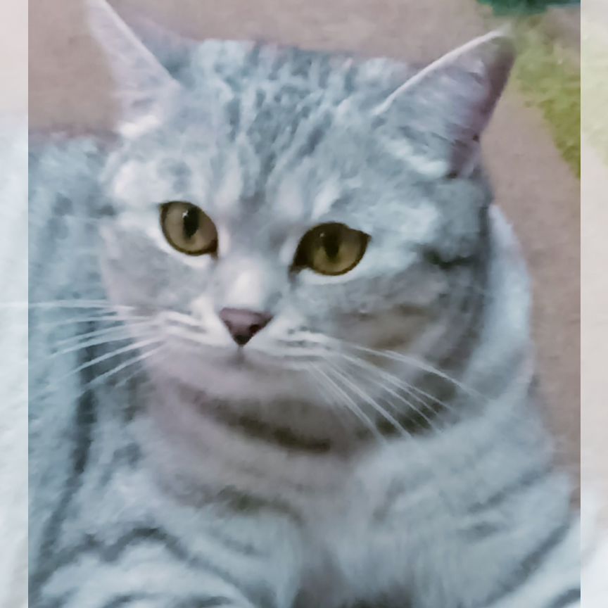 Ищем кота на вязку
