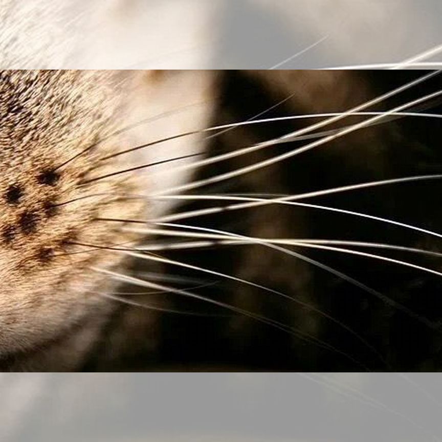 Кошачьи усы