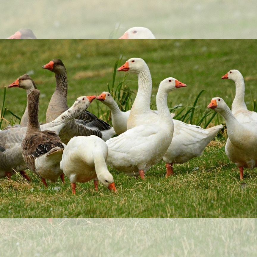 Гуси, гусиное мясо