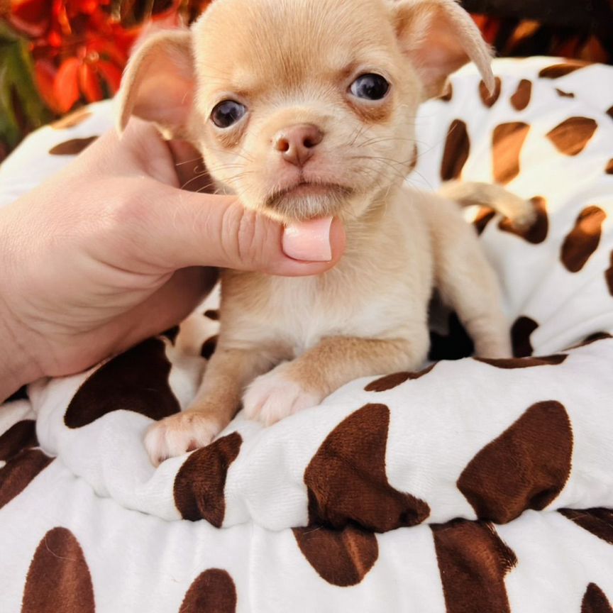 Чихуахуа мини Мальчик Изабеллового окраса