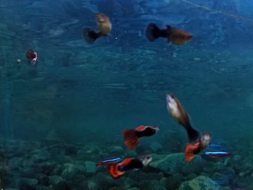 Аквариумные рыбки гуппи