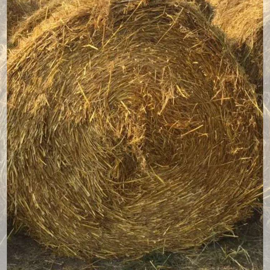 Солома гороховая