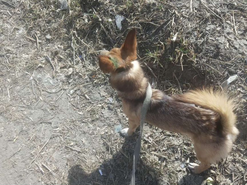 С Р О Ч Н О отдам мальчика